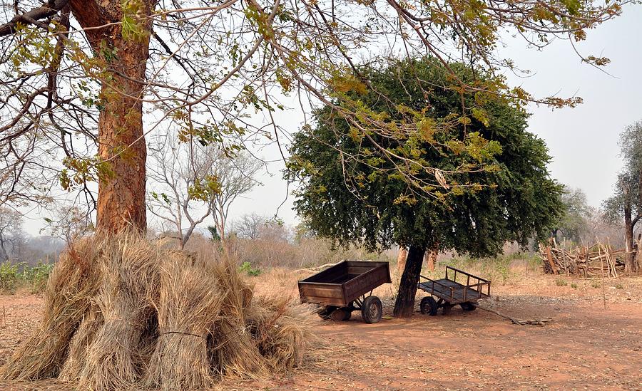 Thatching Grass Photograph by Kevin Thomas - Pixels