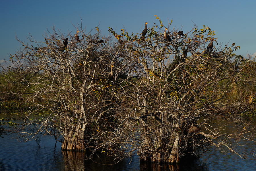 The Anhinga Trees Photograph by John Wall | Fine Art America