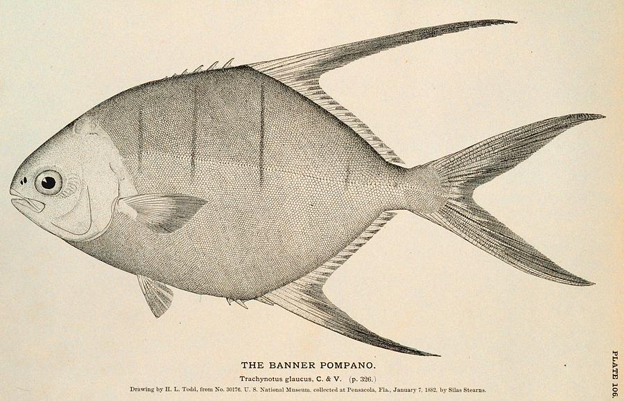 The Banner Pompano Drawing by Brian Long - Fine Art America
