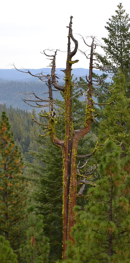 The Big Tree Fork Photograph by Michael Inscoe - Fine Art America