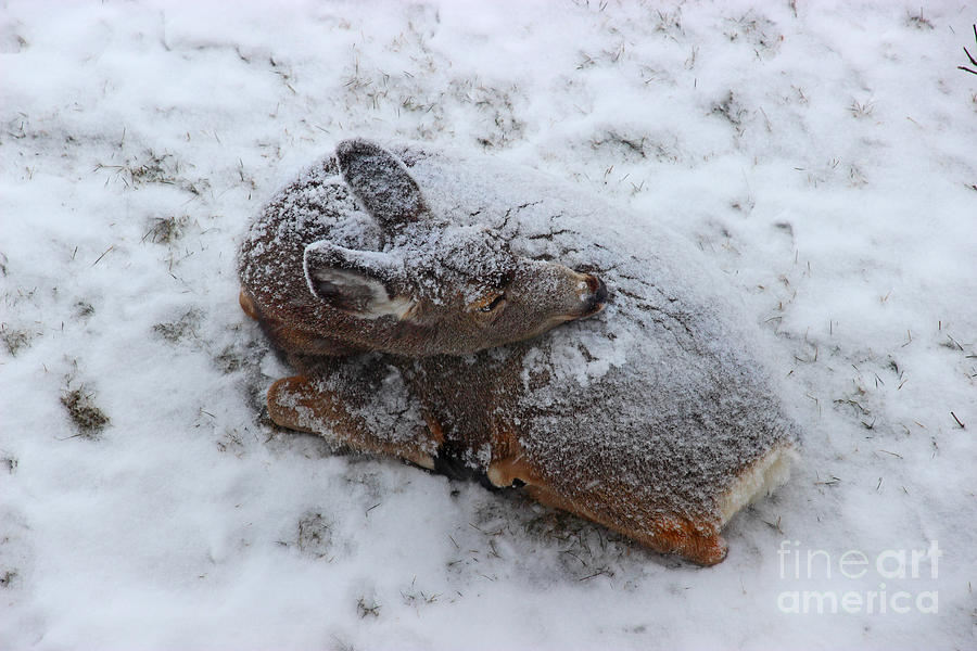 The Biting Cold Photograph by Al Bourassa - Fine Art America