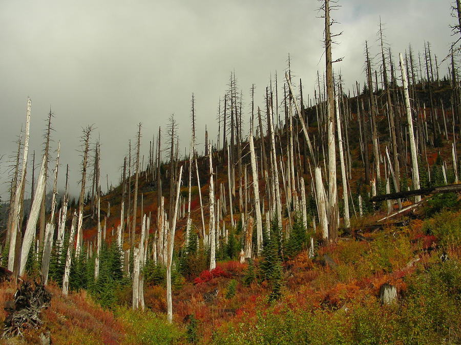 The Blasted Forest in Mt St Helens National Volcanic Monument ...