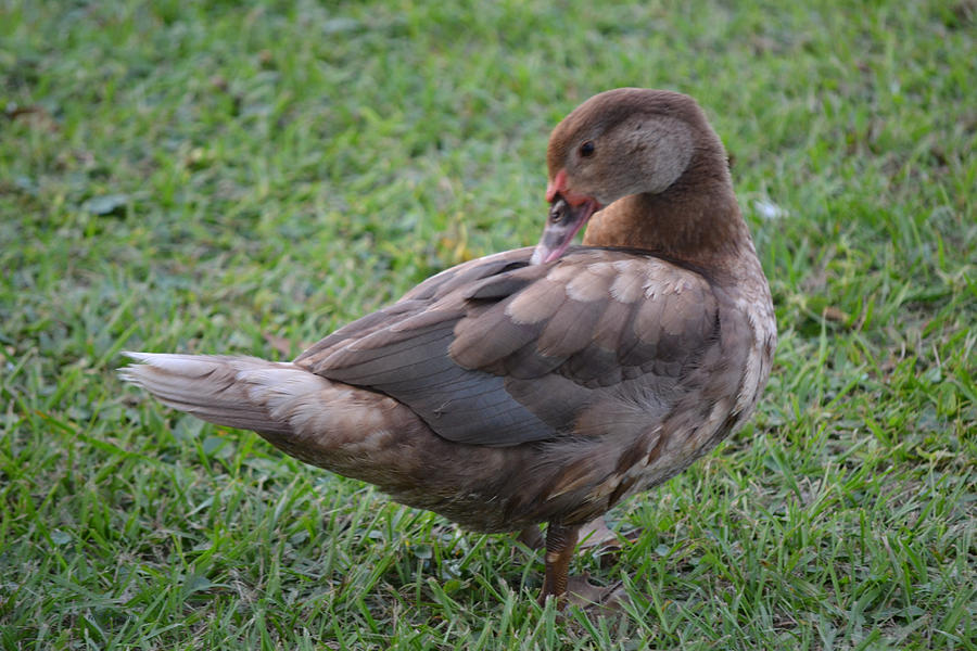 The Buff Duck Photograph by Roy Erickson - Pixels