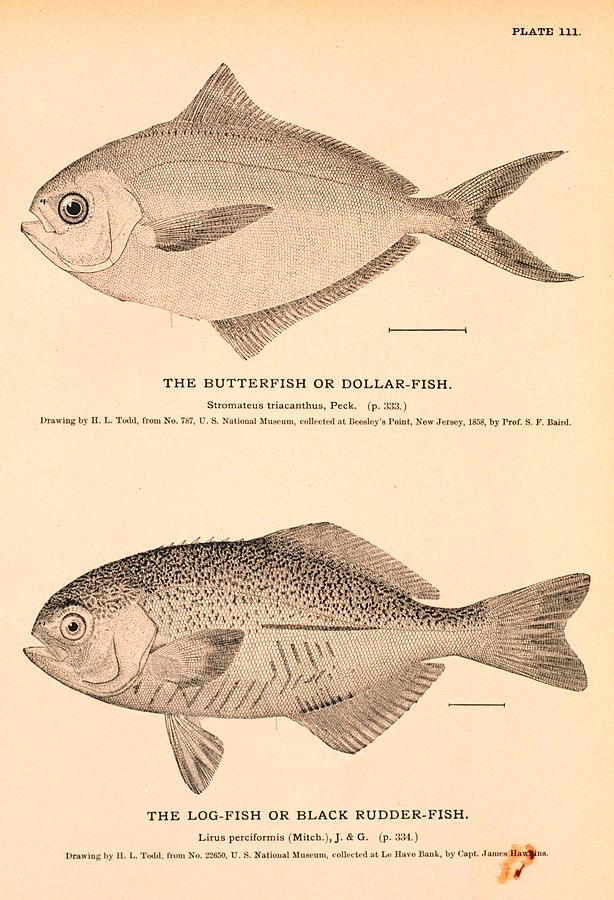 The Butterfish or Dollarfish and The Logfish or Black Rudderfish ...
