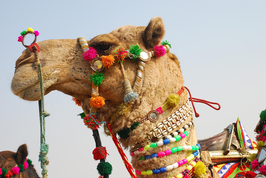 The Camel Ship Of Desert Photograph by Rakesh Sharma - Fine Art America