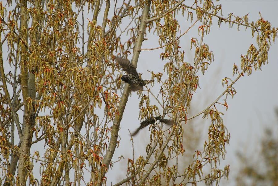 The chasing Photograph by Timo Daniel - Fine Art America