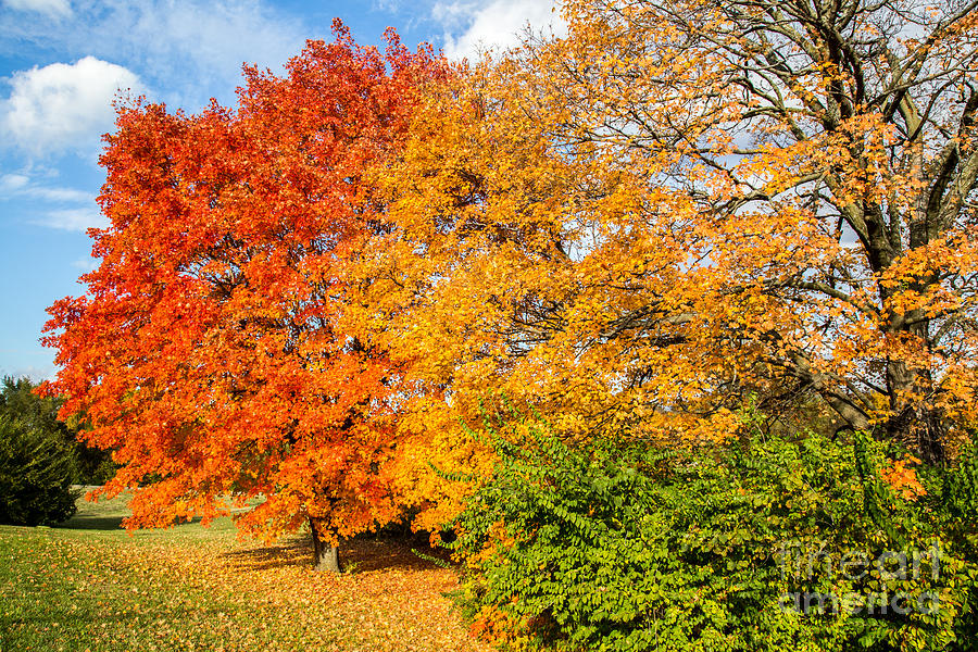 The Colorful Trees of Fall Photograph by Terri Morris - Fine Art America