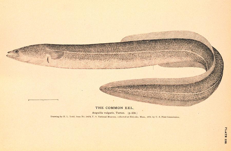 American Eel Diagram