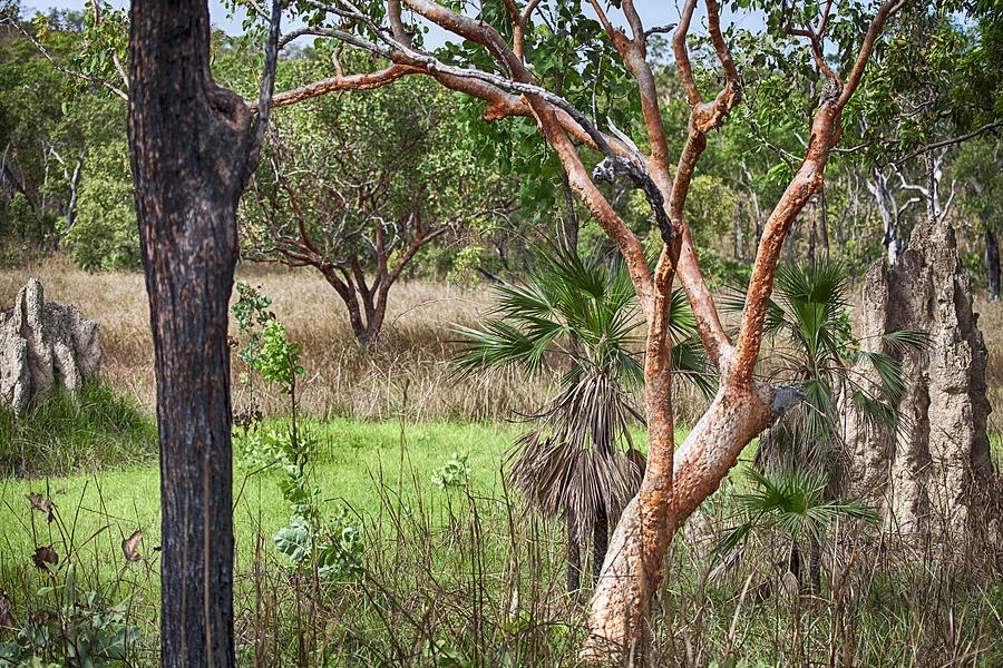 The Copper Tree Photograph by Douglas Barnard - Pixels