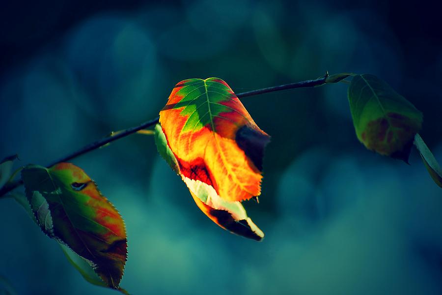 The Cubist Leaf Photograph by Beth Akerman | Fine Art America