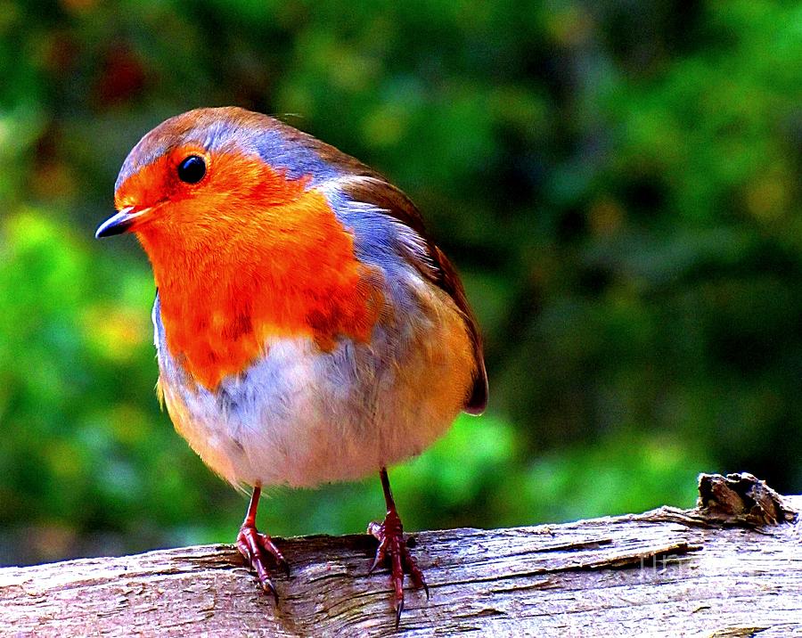The Curious Robin Photograph by Callan Art - Fine Art America