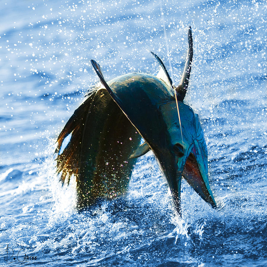 The Dance II Photograph by David Cartee - Fine Art America