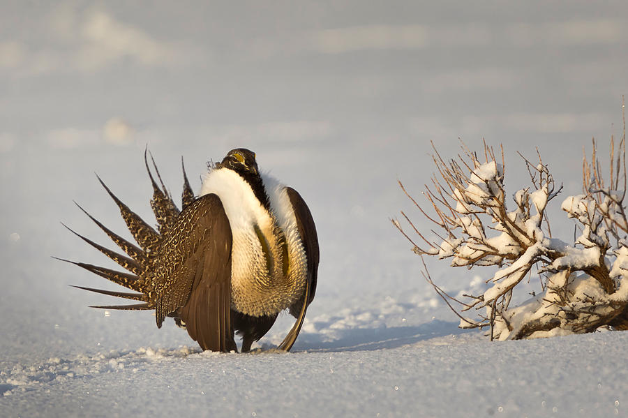 The Dance Photograph by Rob Daugherty - Fine Art America
