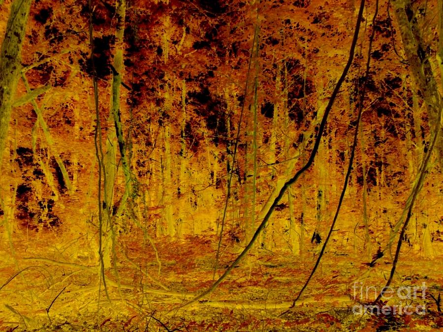The Dark Forest Photograph by Benjamin Thomas - Pixels