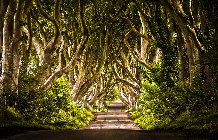 The Dark Hedges - warm Photograph by Patrick McCullagh - Fine Art America