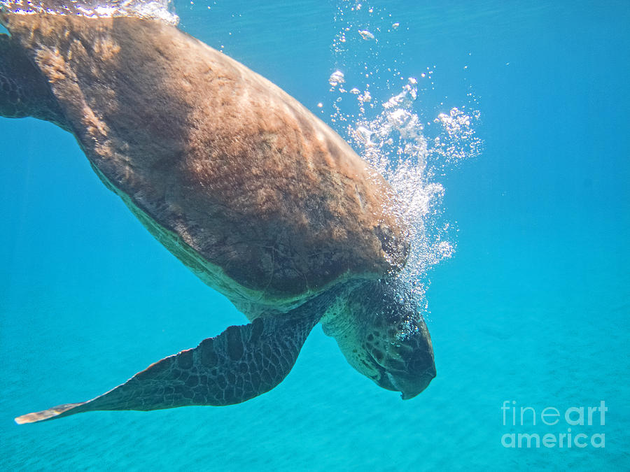 The Diving Loggerhead Photograph by Martyn Green | Fine Art America