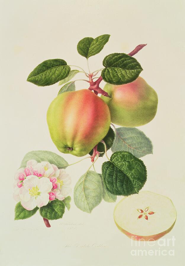 The Dutch Codlin Painting by William Hooker - Fine Art America