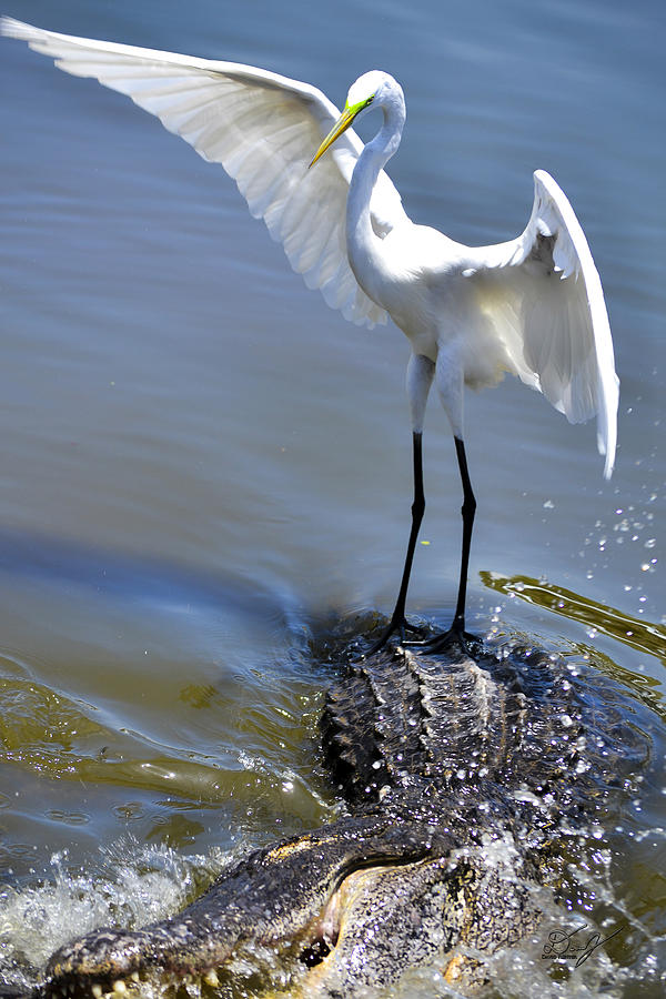 The Egret and The Alligator Photograph by David Fishter | Fine Art America