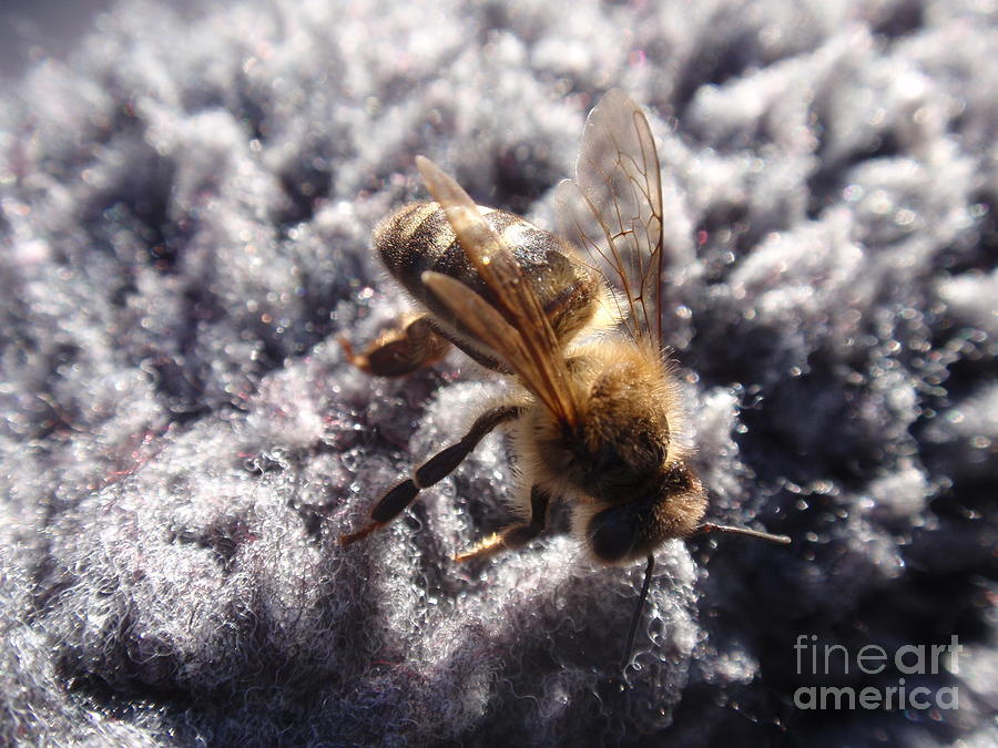 The Explorer Bee Photograph by Daniel Bernet - Fine Art America