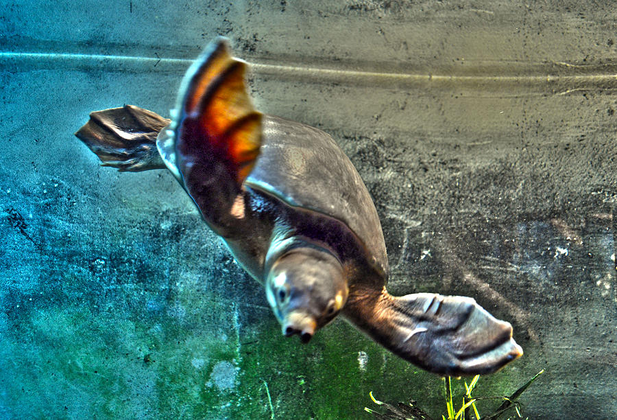 The Flying Turtle Photograph by Michael Wright - Fine Art America