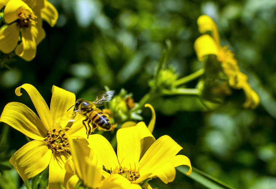 The Gathering Photograph by Paul Frese - Pixels