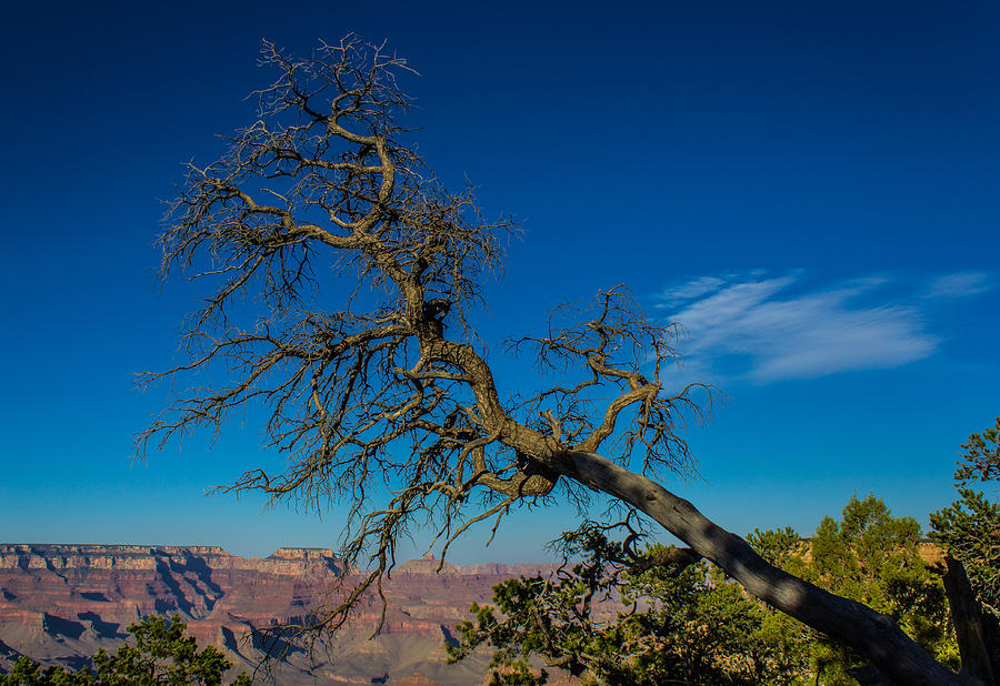The Grand Tree Photograph by Basavaraj Hiremath - Fine Art America