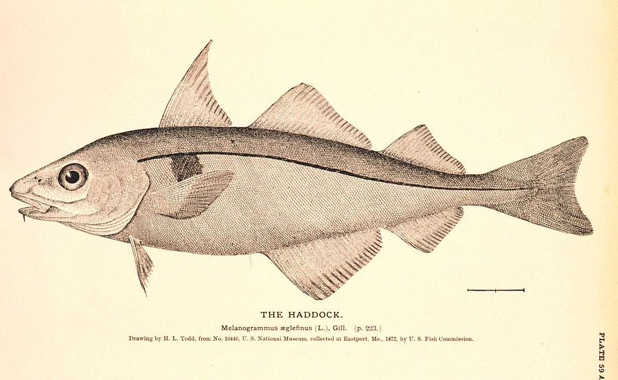 The Haddock Drawing by Brian Long | Pixels