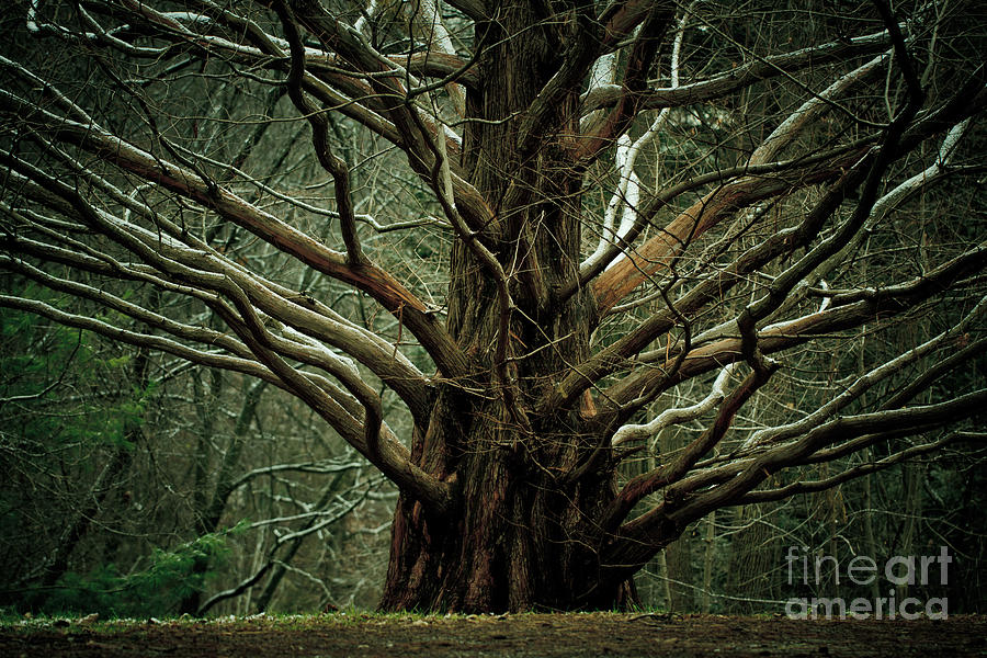 The Hobbit Tree Photograph by Mary Smyth - Fine Art America