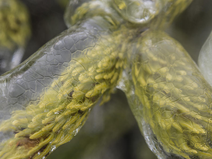 The Ice Shell Photograph by William Mauney - Fine Art America