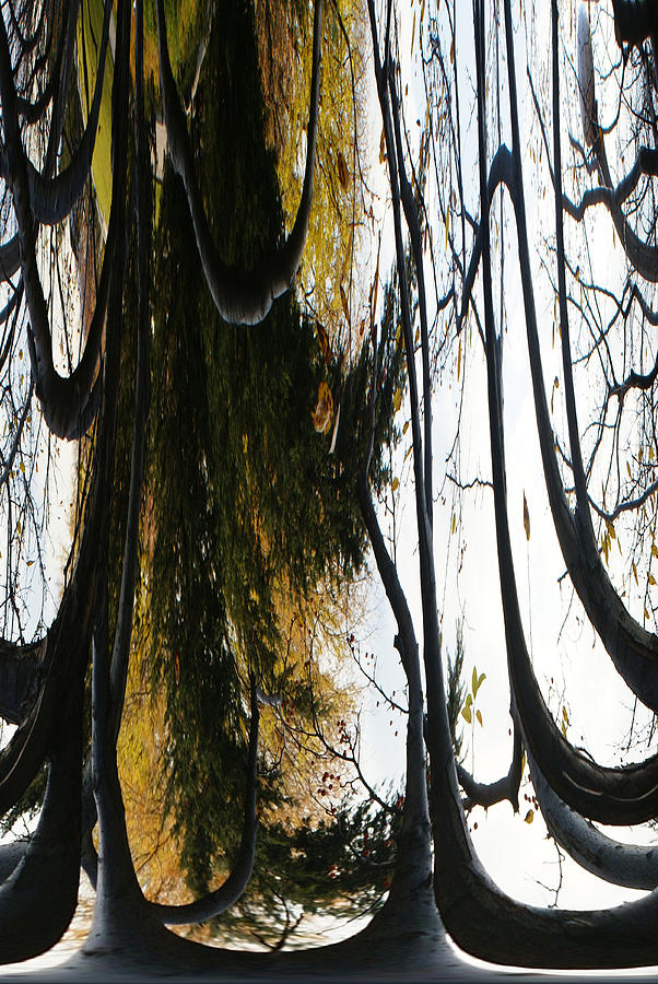 The Levitating Forest Photograph by Gregory Lafferty - Pixels