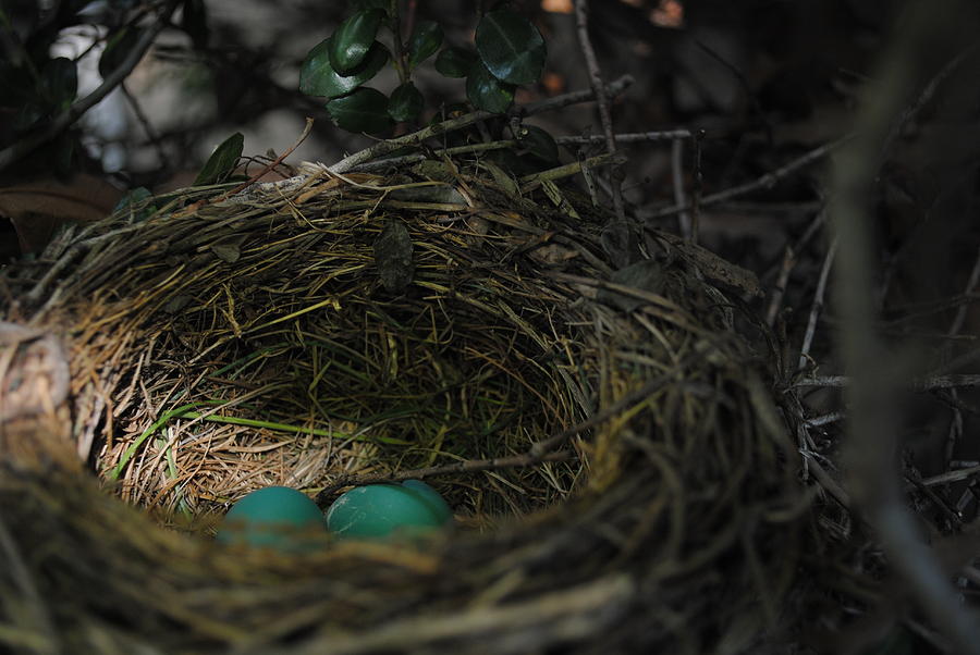 The Nest Photograph by Carol Brunner - Fine Art America