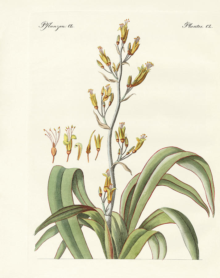 Flax Plant Illustration