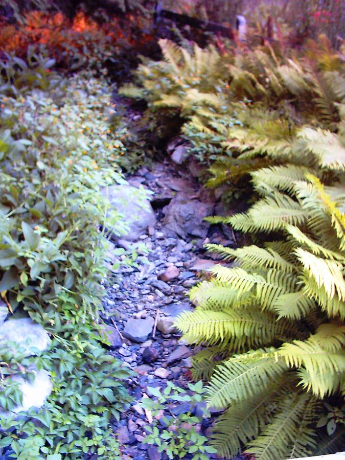 The path less traveled Photograph by Nancy Van Varick-Williams - Fine ...