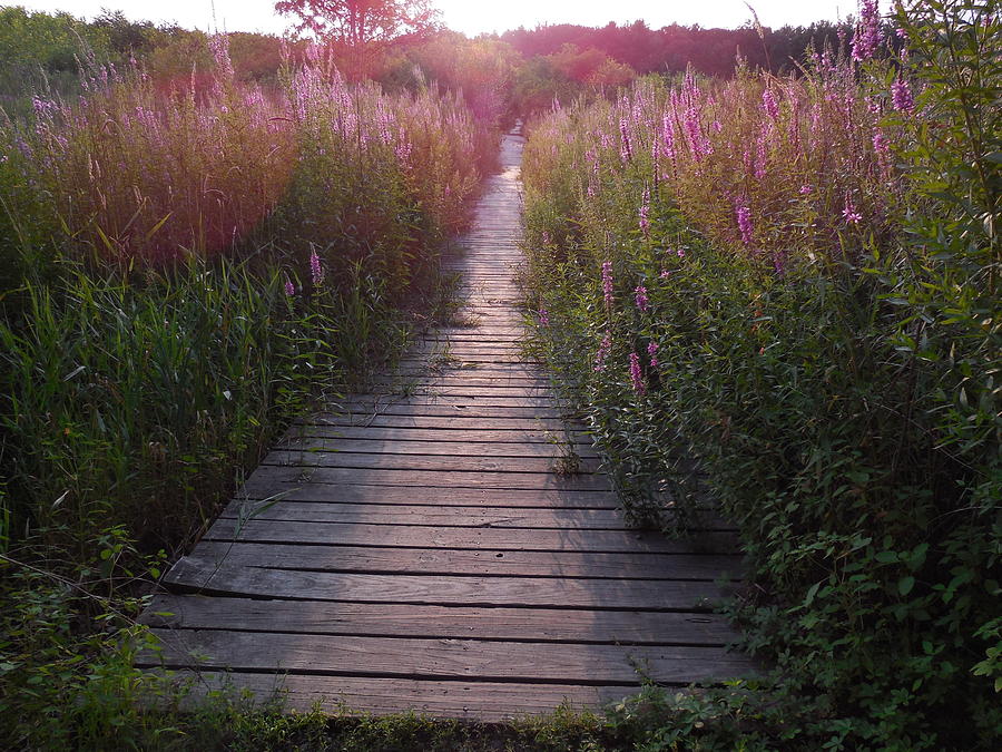 The Path Photograph by Michael Purington - Fine Art America
