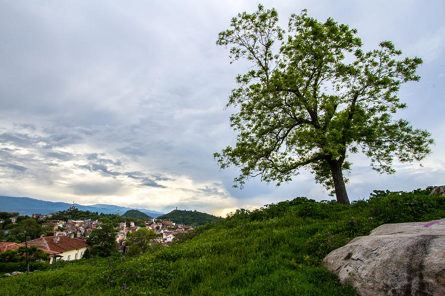 The Plovdiv Tree Photograph by Samuel Garza - Pixels