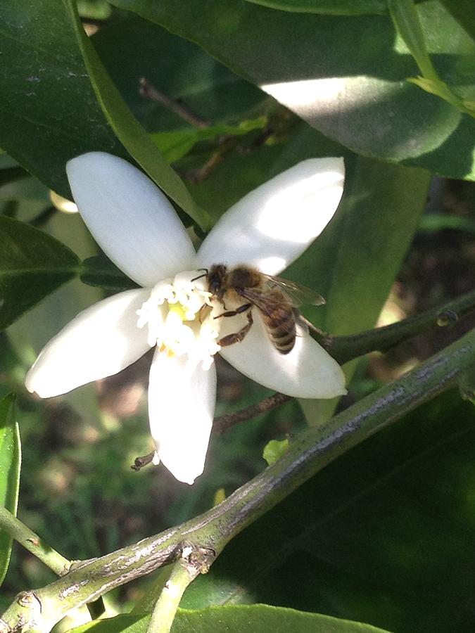 The Pollination 042 Photograph by TJ Hollywood - Fine Art America