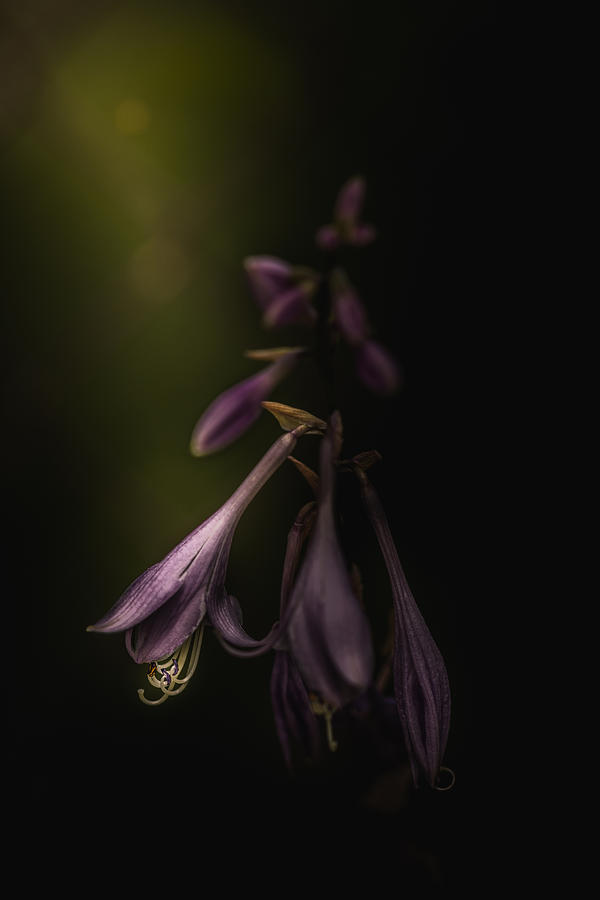 The Power Of Three Photograph by Paul Barson - Pixels