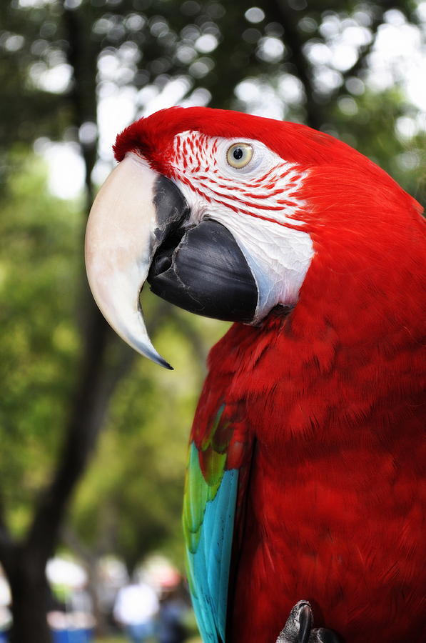 The Red Parrot Photograph by Jeanne Geidel-Neal - Pixels