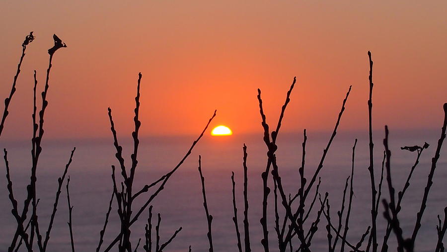 The setting sun Photograph by Traci Silverman - Fine Art America