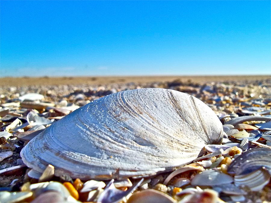 The Shell Photograph by Ron Valentino | Fine Art America