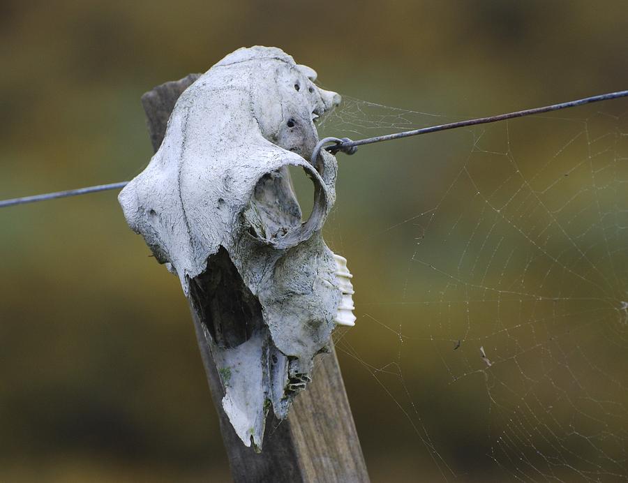 The Skull Photograph By Omer Vautour Fine Art America
