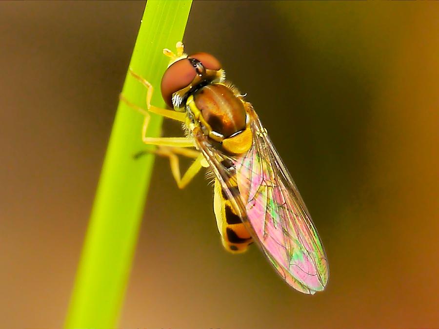 The Small Fly Photograph by Anthony Walker Sr - Fine Art America