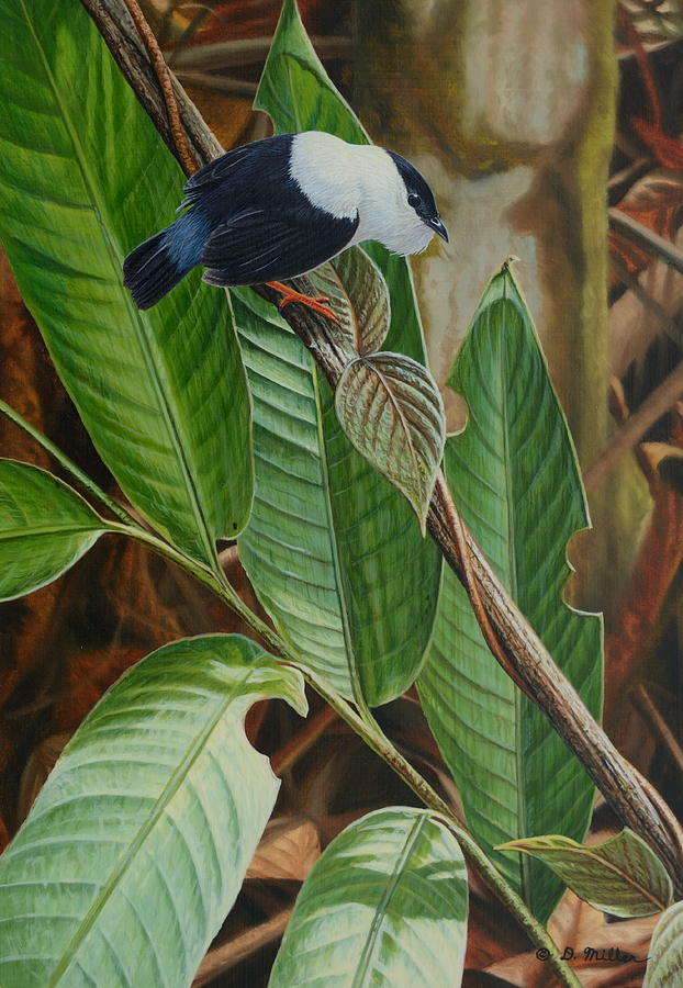 The Snapper Painting by Darin Miller - Fine Art America