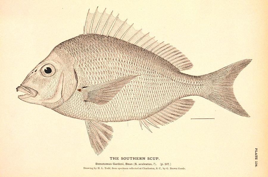 The Southern Scup Drawing by Brian Long - Pixels