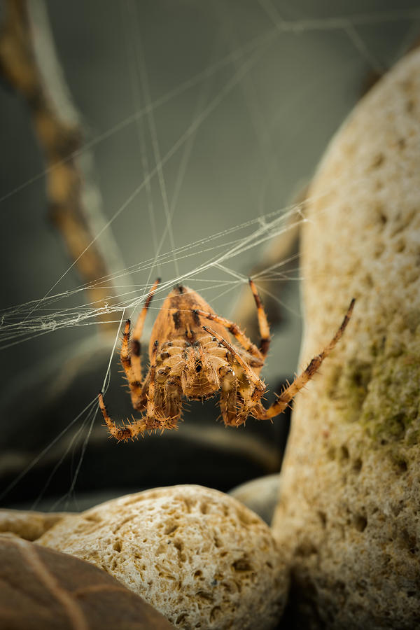 The Spectacular Spider I Photograph by Marco Oliveira - Pixels