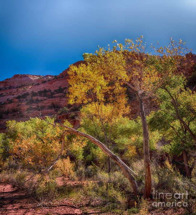 The Split Tree Photograph by Mitch Johanson | Fine Art America