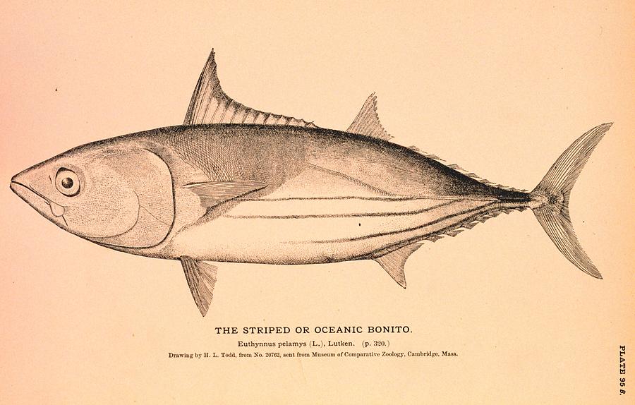 The Striped or Oceanic Bonito Drawing by Brian Long - Fine Art America