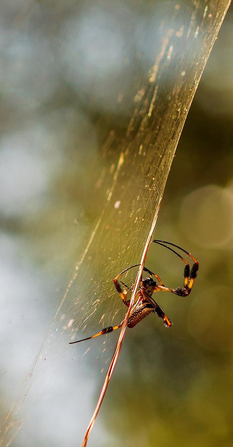 The tangled web Photograph by Beth Morris - Fine Art America