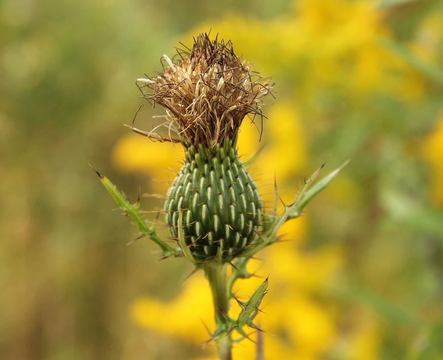 The Thistle Photograph by Robin Ayers