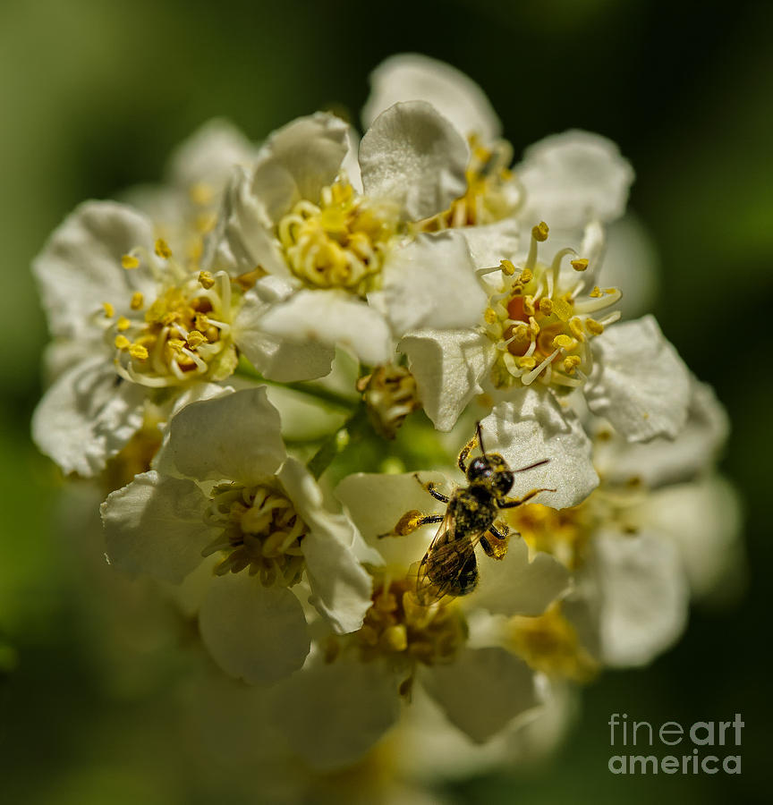 The Tiny Bee Photograph by Mitch Johanson - Fine Art America